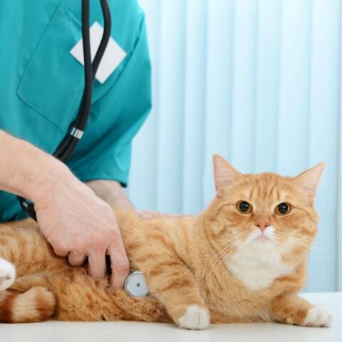 Best Vet Hospital In Dillon, SC | Dillon Animal Hospital