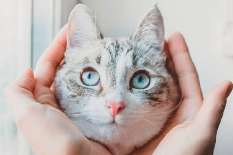 Best Vet Hospital In Dillon, SC | Dillon Animal Hospital