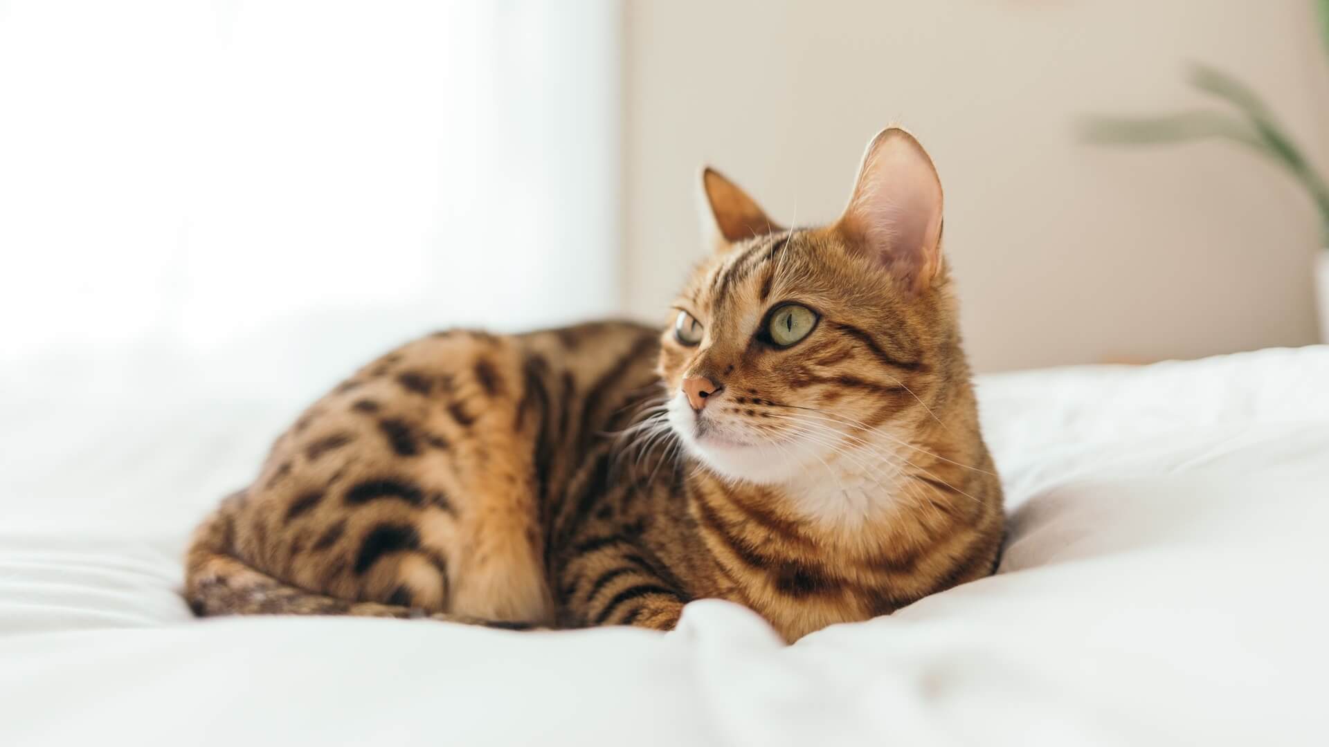 Pet Emergency In Dillon, SC 29536 | Dillon Animal Hospital