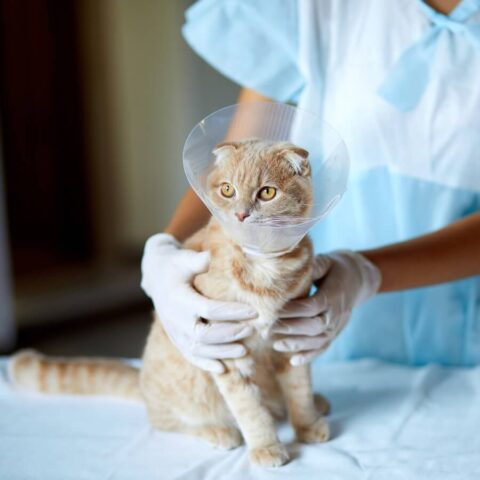 Pet Spay And Neuter In Dillon, SC | Dillon Animal Hospital