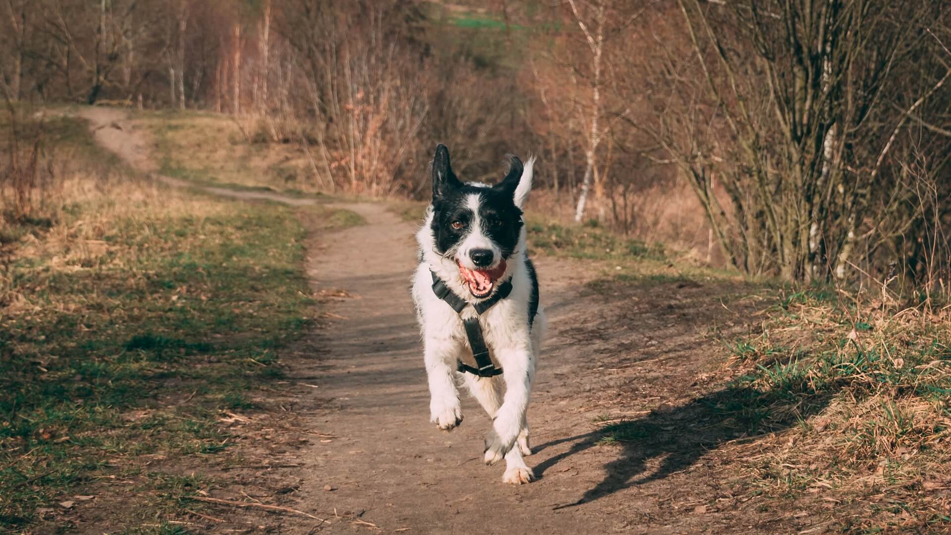 Veterinary Resources | Dillon Animal Hospital